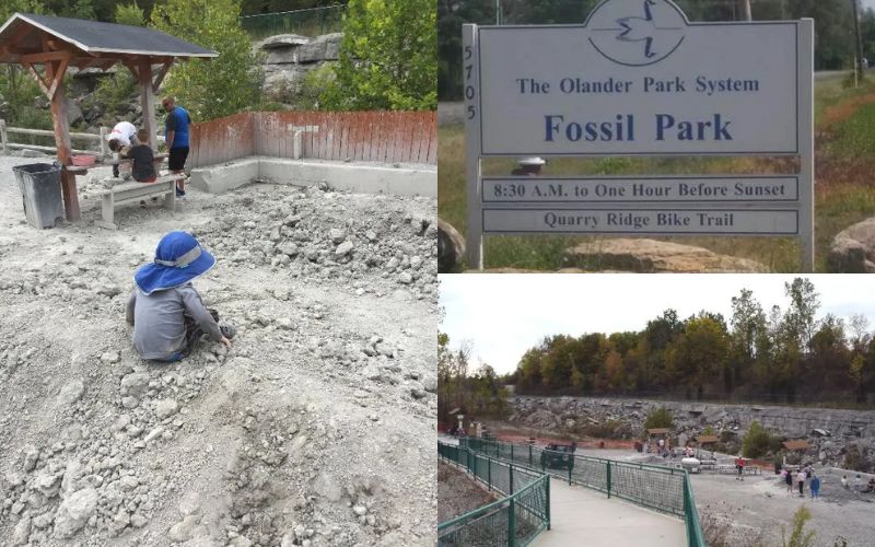 Ohio's Ancient Fossil Park And Discover 375 Million-Year-Old Treasures ...